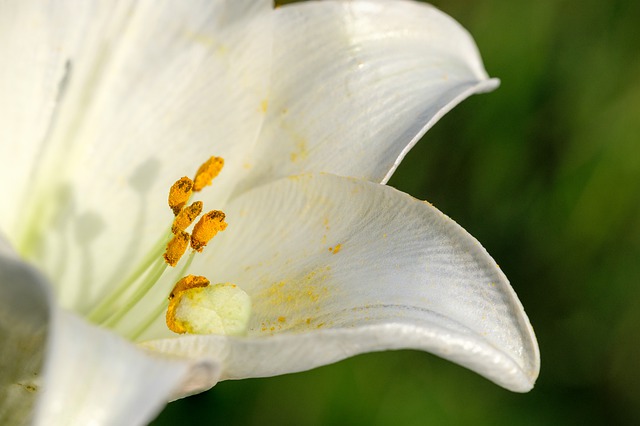 16 Types of White Flowers You Need To Know